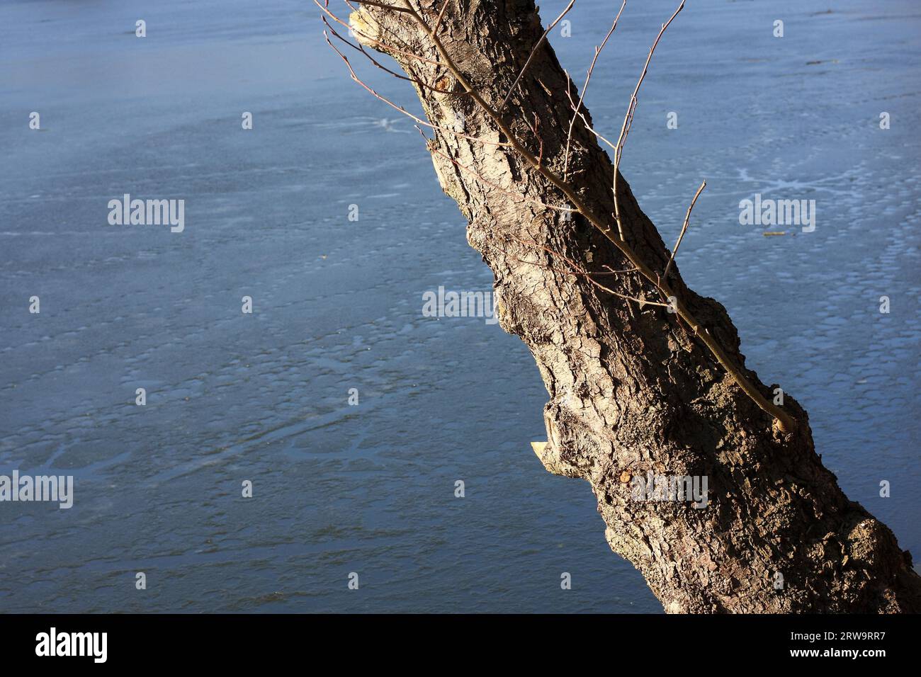 Diagonally tree hi-res stock photography and images - Alamy