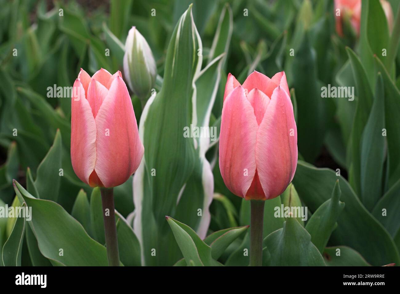 Pink and white variegated tulips in a flowerbed, background green ...