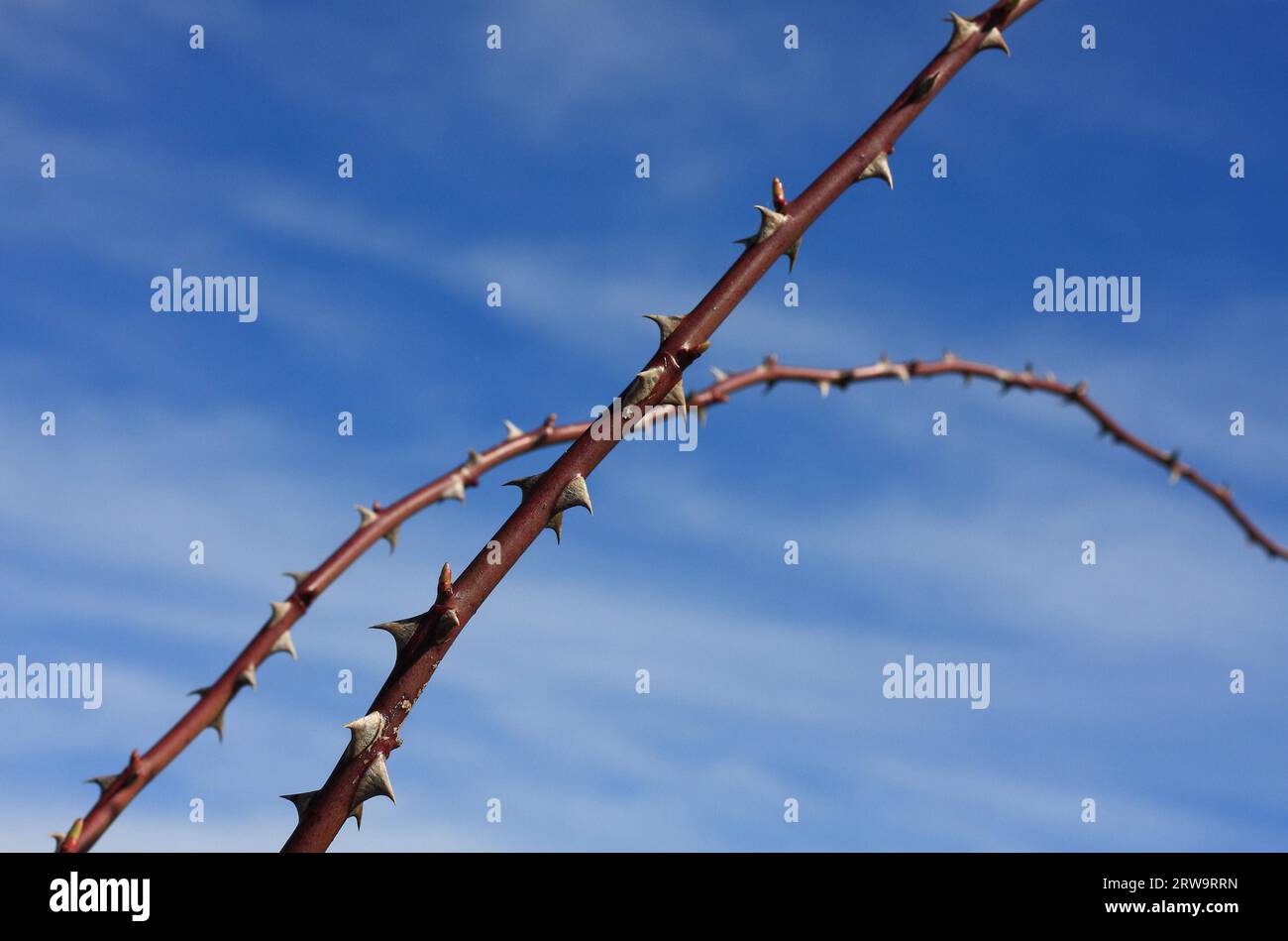 Two branches of frame hi-res stock photography and images - Alamy
