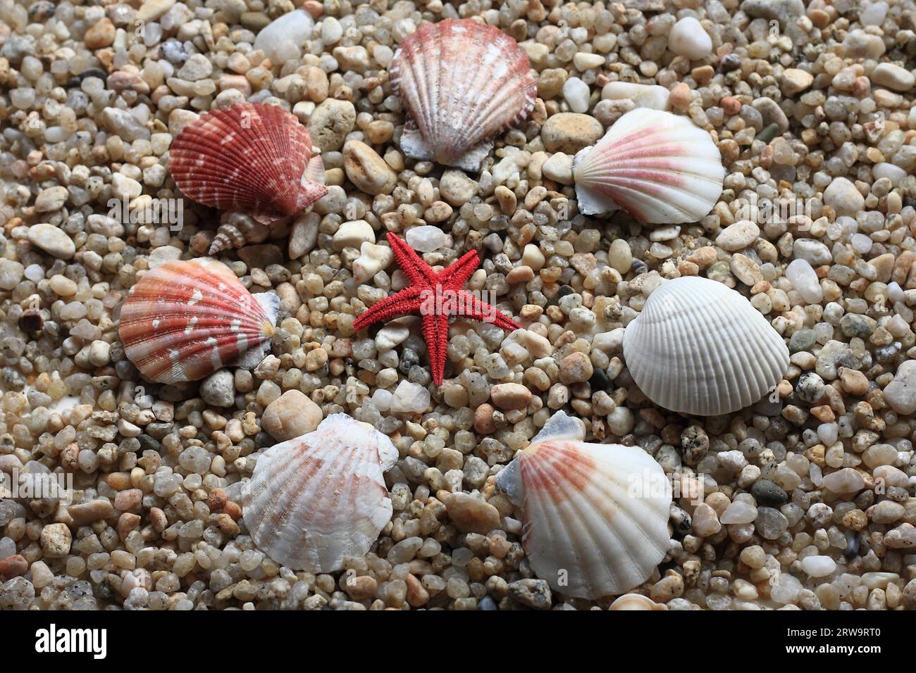 Various shells, including pilgrim shells, arranged in a star shape ...