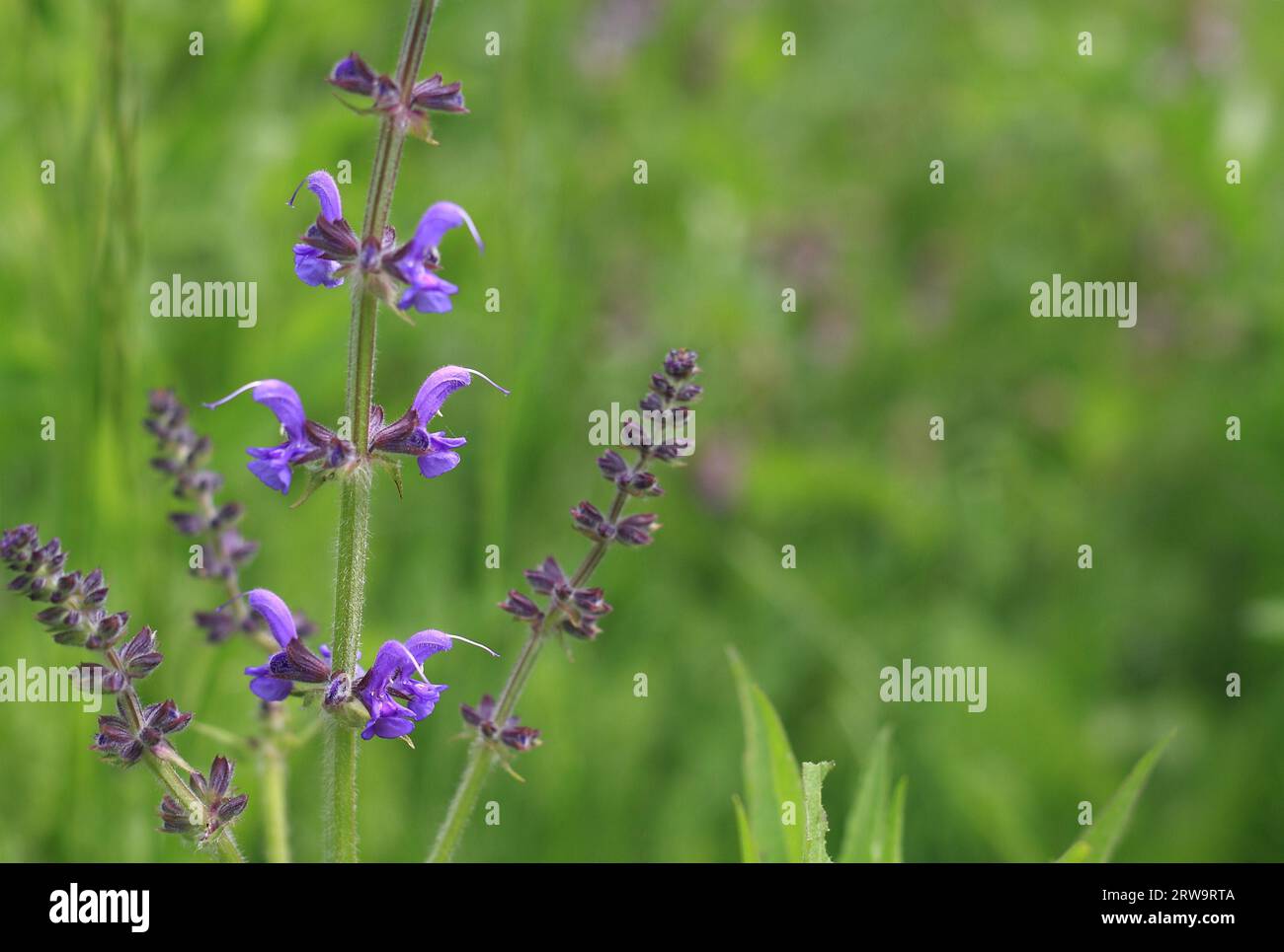 Blue-violet flowering viper's bugloss, detail in green meadow, taken ...