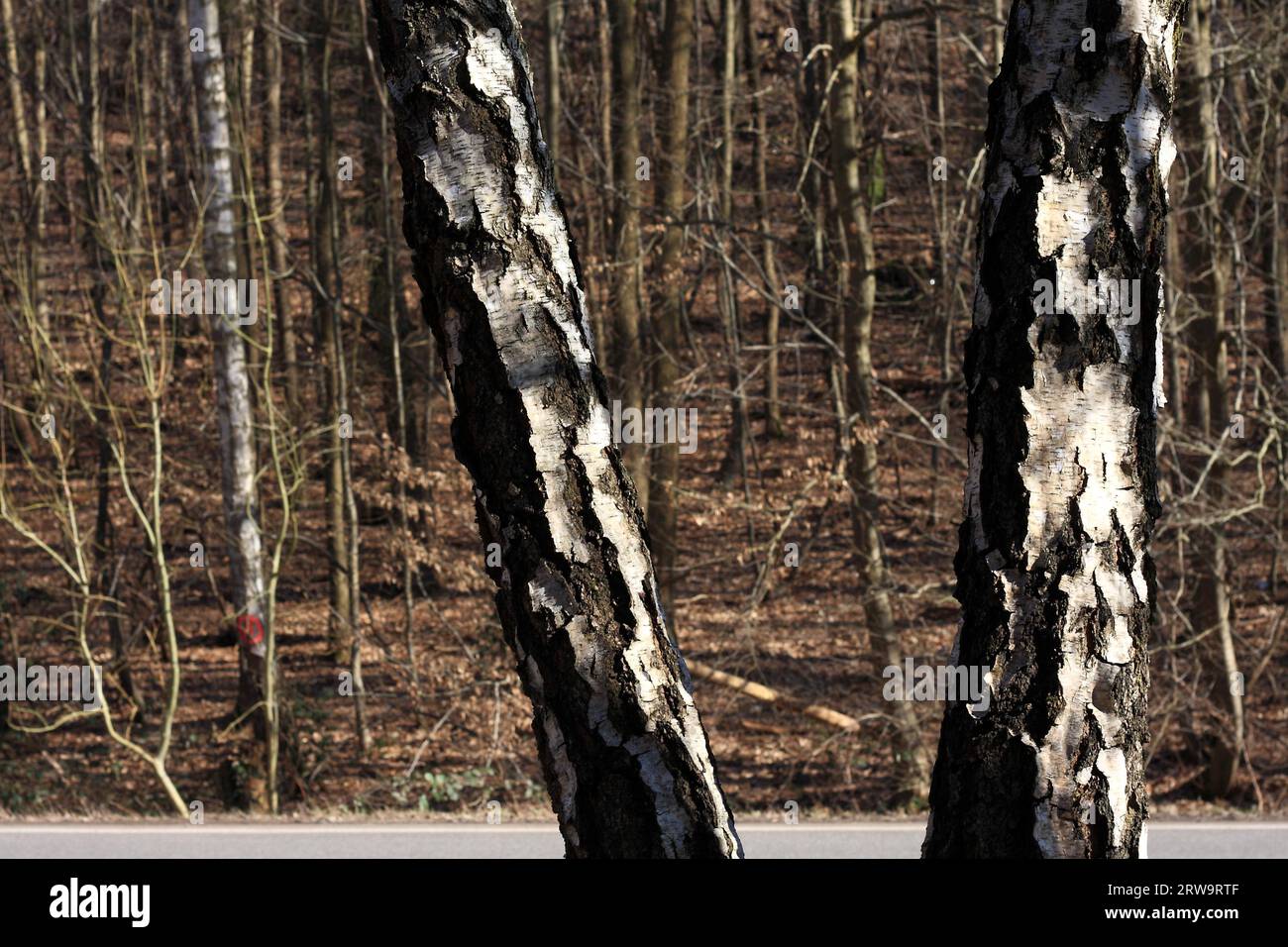 Two birch trees, detail, by the road, background forest in blur Stock ...