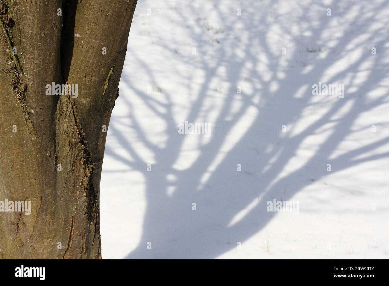 Tree shadow on snow hi-res stock photography and images - Alamy