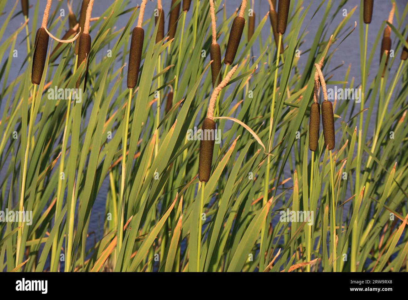 Reed background hi-res stock photography and images - Alamy