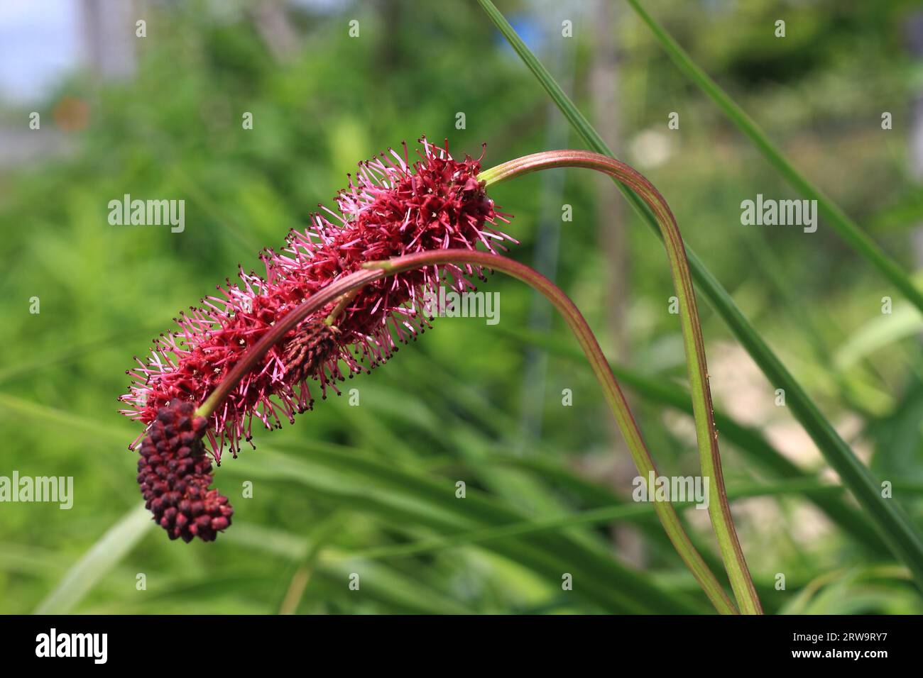 Depth flower hi-res stock photography and images - Alamy