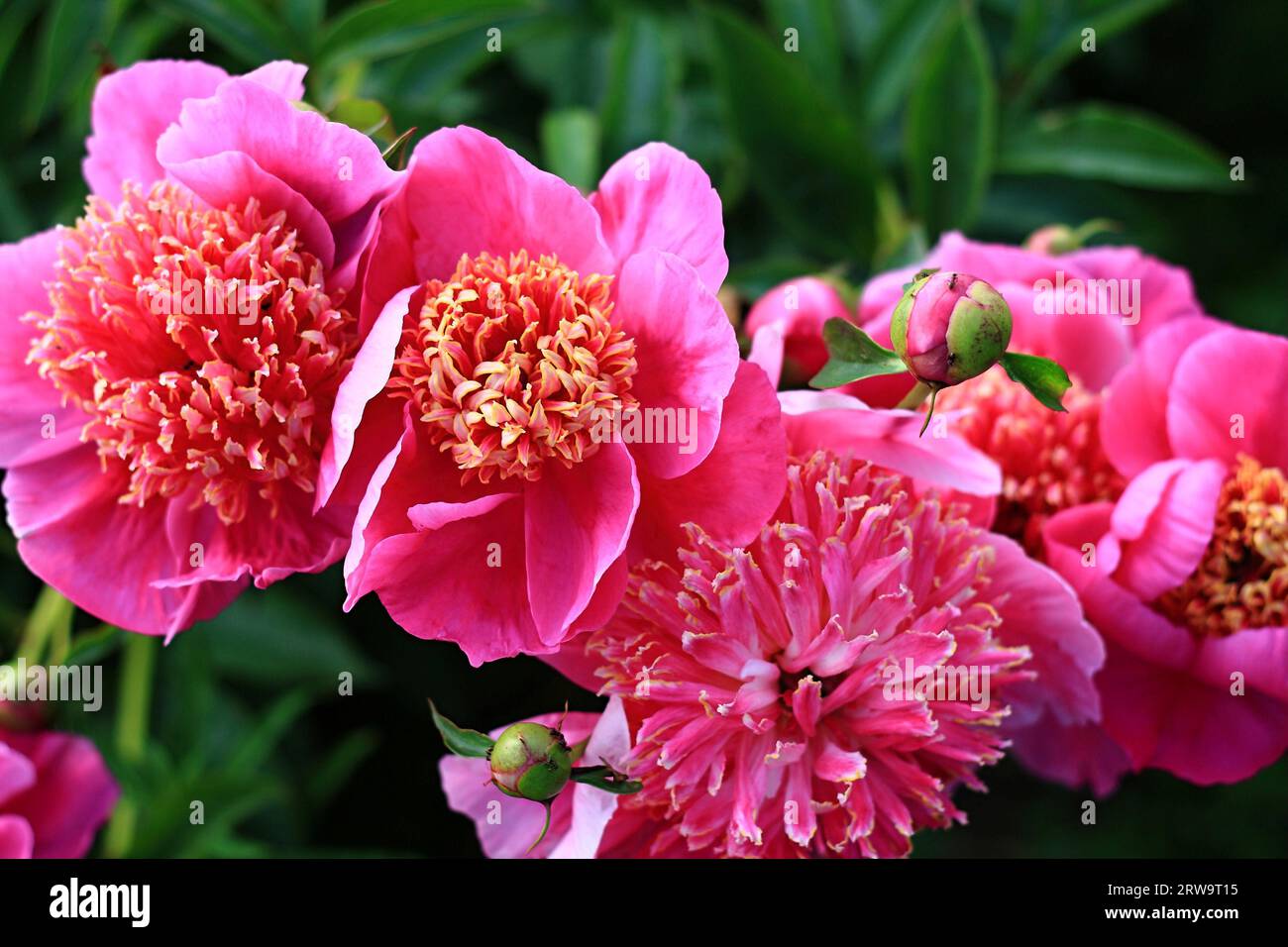 Double peonies hi-res stock photography and images - Alamy