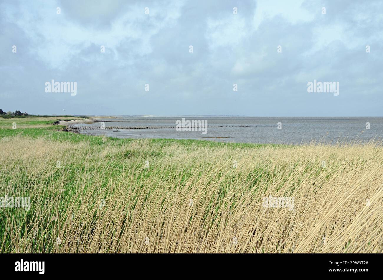Wadden Sea nature reserve on the east coast of Sylt Stock Photo - Alamy