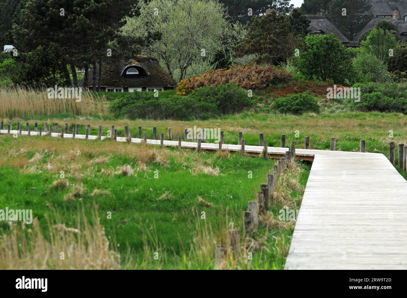 Thatched roof house on the Wadden Sea nature reserve Stock Photo - Alamy