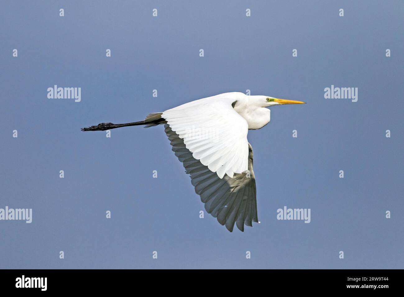 Great egret (Ardea alba) are annual birds in most of its range, only ...