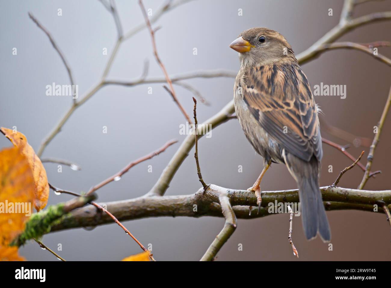 Prey for many different birds hi-res stock photography and images - Alamy