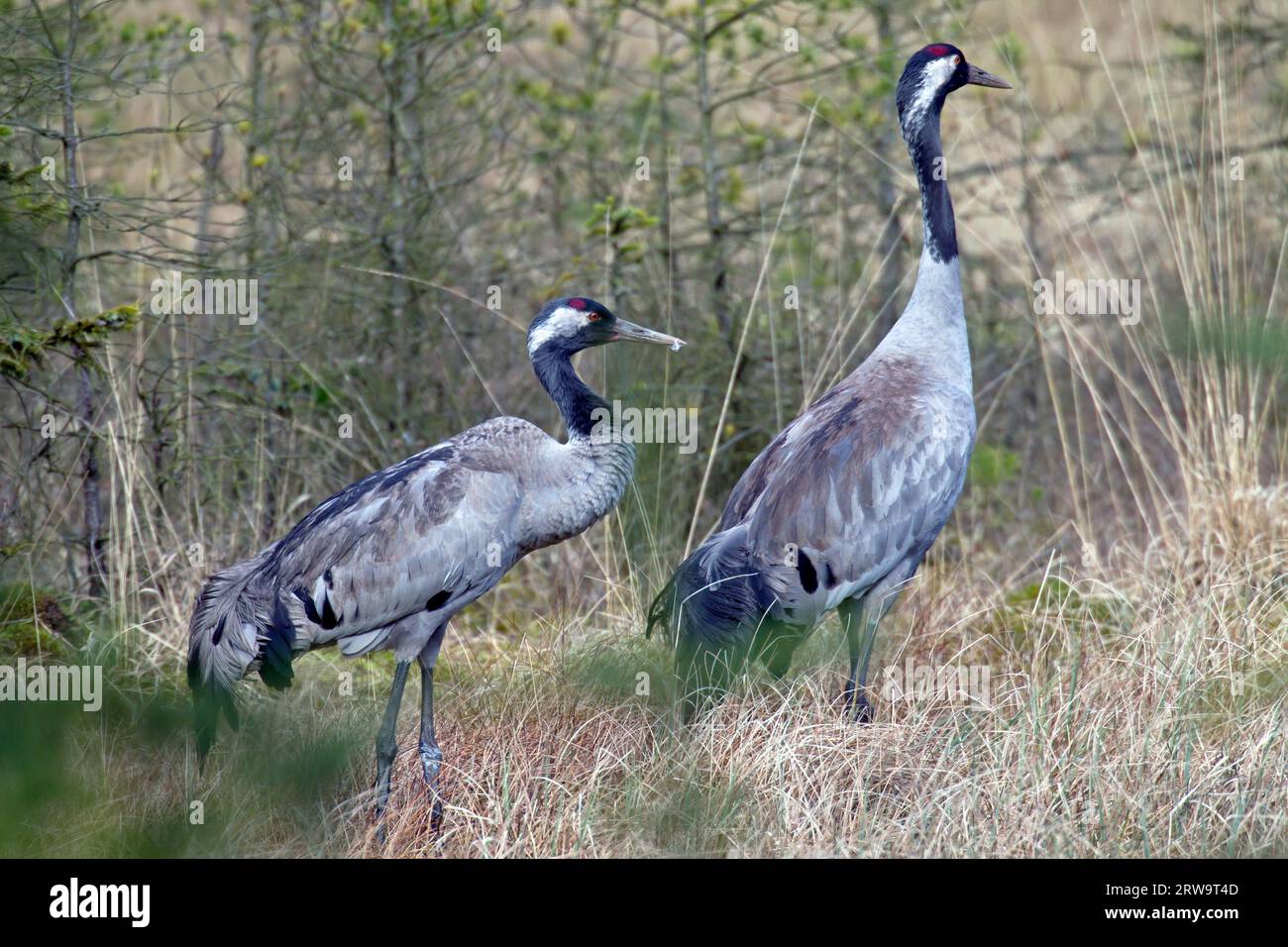 Cranes reach a body length of 100, 130 cm (common crane (Grus grus ...