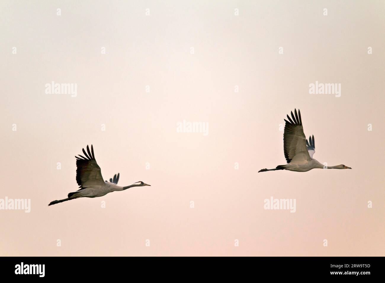 Crane, migrating flocks fly in V-formation (common crane (Grus grus ...
