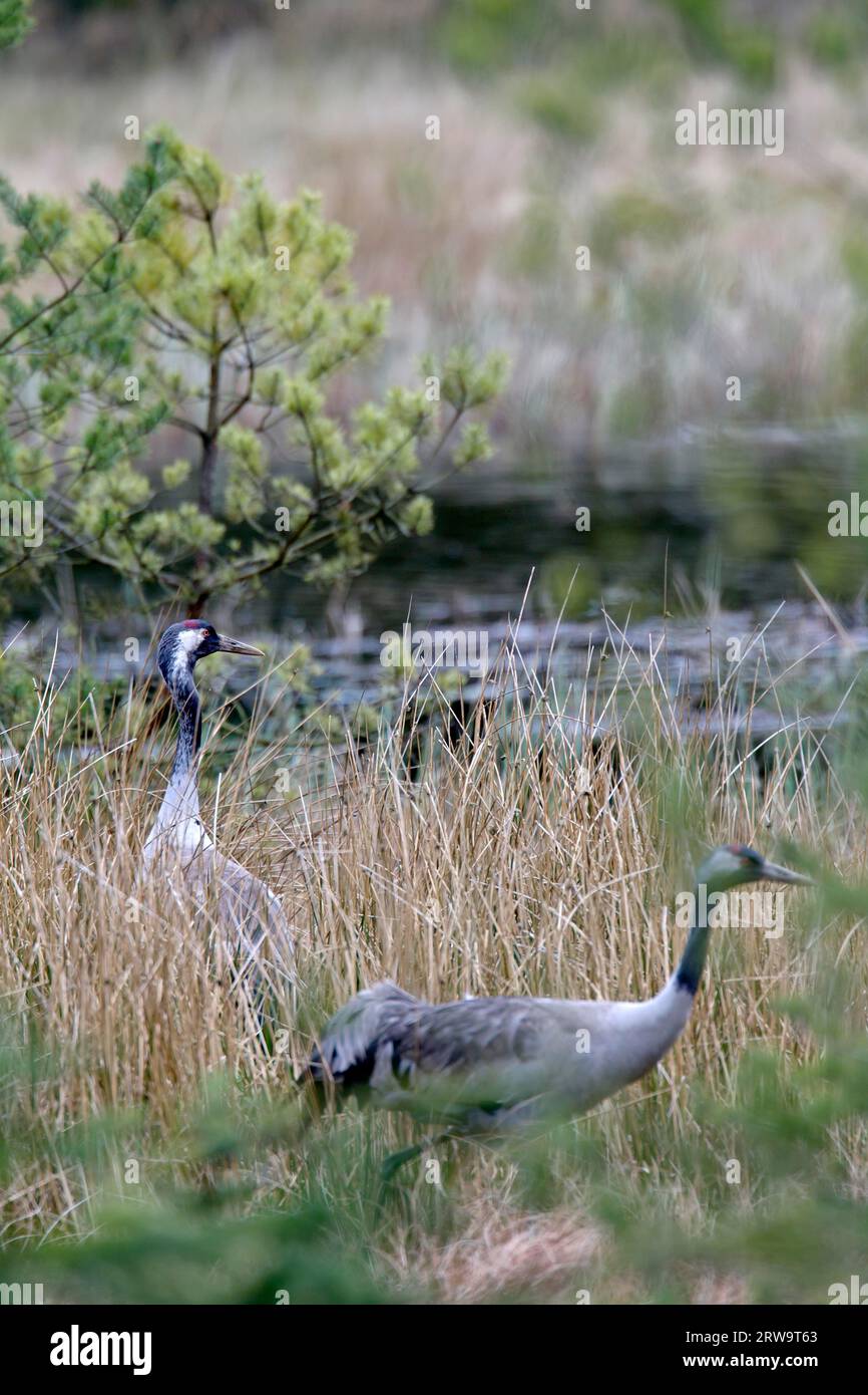 Common Crane, the spring migration is in March to April (common crane ...