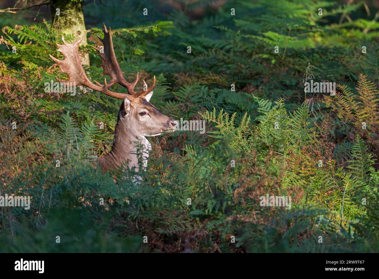 Fallow deer is the most common deer species in the United Kingdom ...