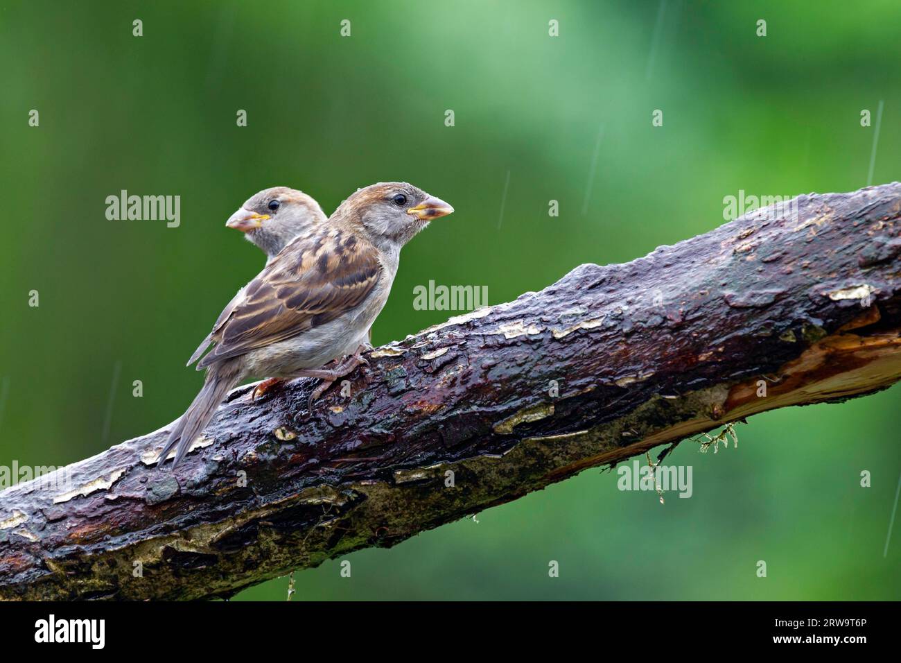 House Sparrow (Passer domesticus), the most dangerous predator is the ...