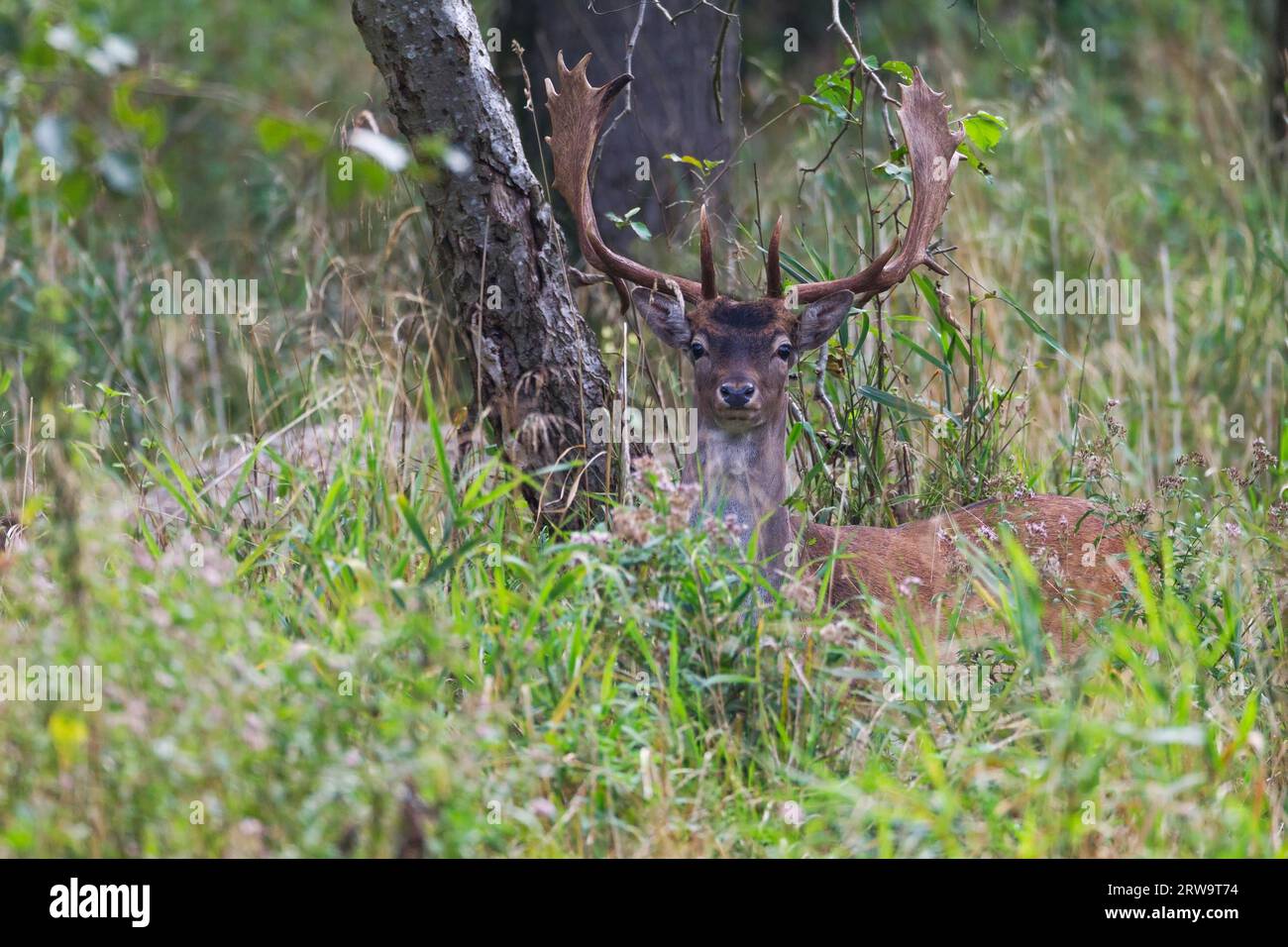 Fallow Deer, the deer live in separate herds outside the rut, separated ...