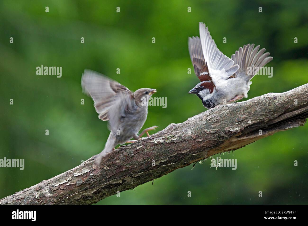 Clutch 4 5 eggs hi-res stock photography and images - Alamy