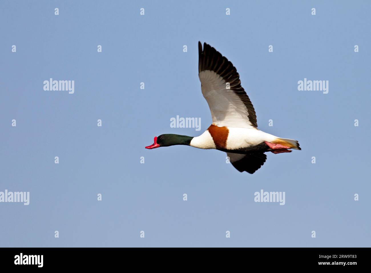 Common shelduck eggs hi-res stock photography and images - Alamy