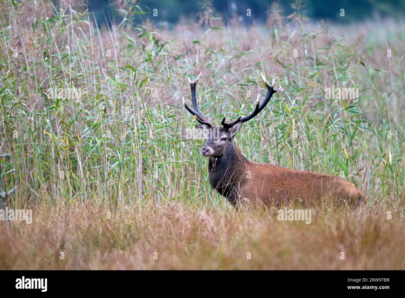 Red deer is one of the largest deer species (Photo Red Deer stag in the ...