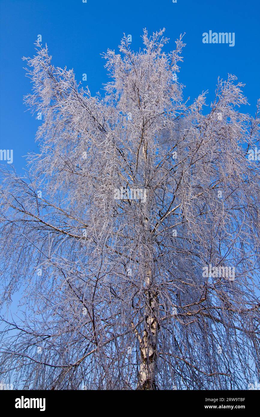 White frozen tree and blue sky Stock Photo - Alamy