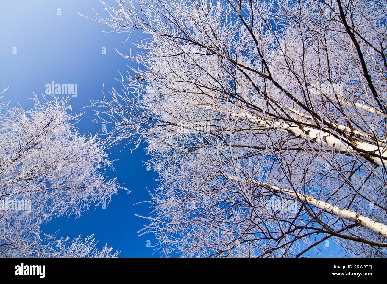 Winter landscape with frosted trees Stock Photo - Alamy