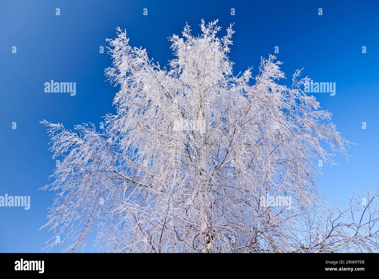 Canopy of broad hi-res stock photography and images - Alamy