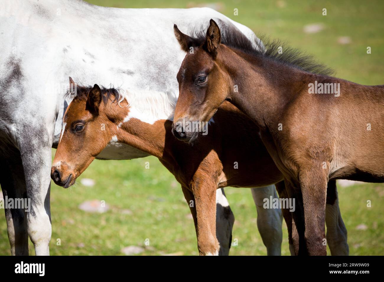 Chestnut foals hi-res stock photography and images - Alamy