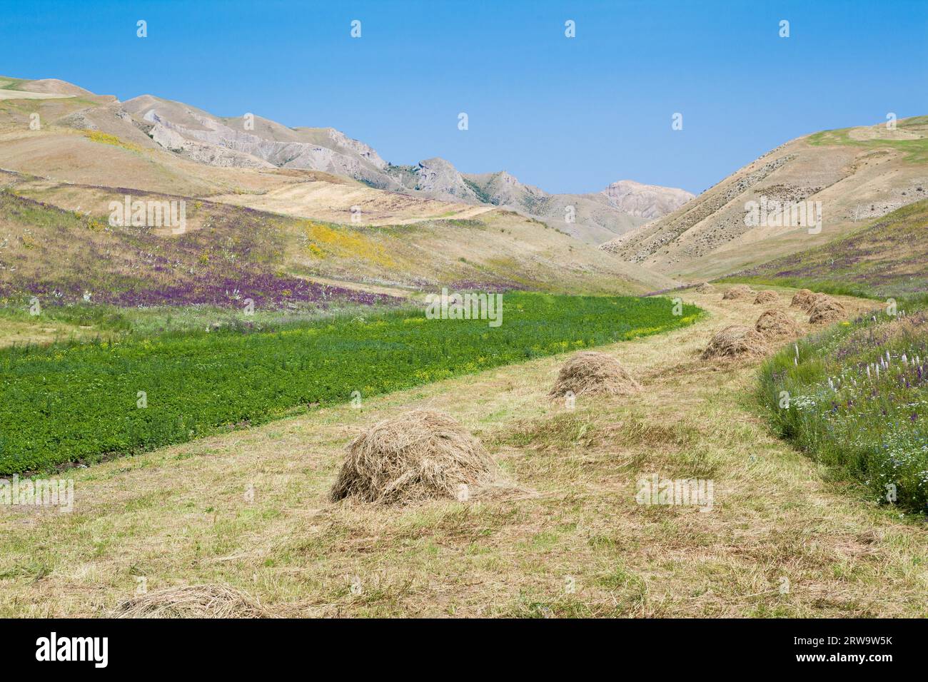 Straw haystacks on the grain field after harvesting Stock Photo - Alamy
