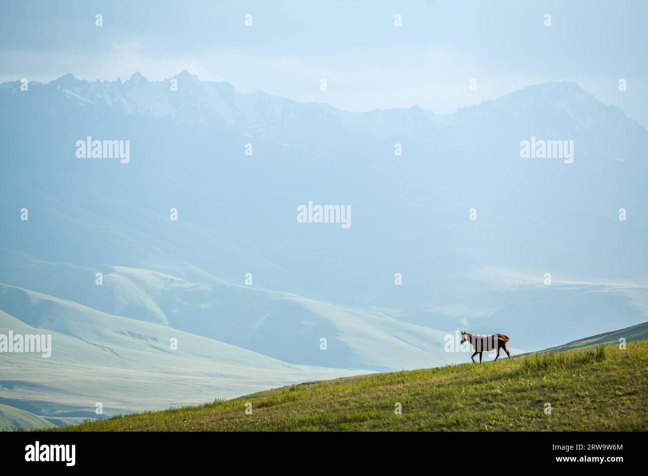 Horse in mountains going down Stock Photo - Alamy