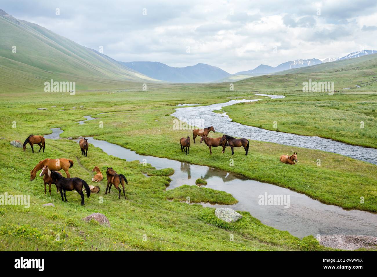 Livestock pasturage hi-res stock photography and images - Alamy