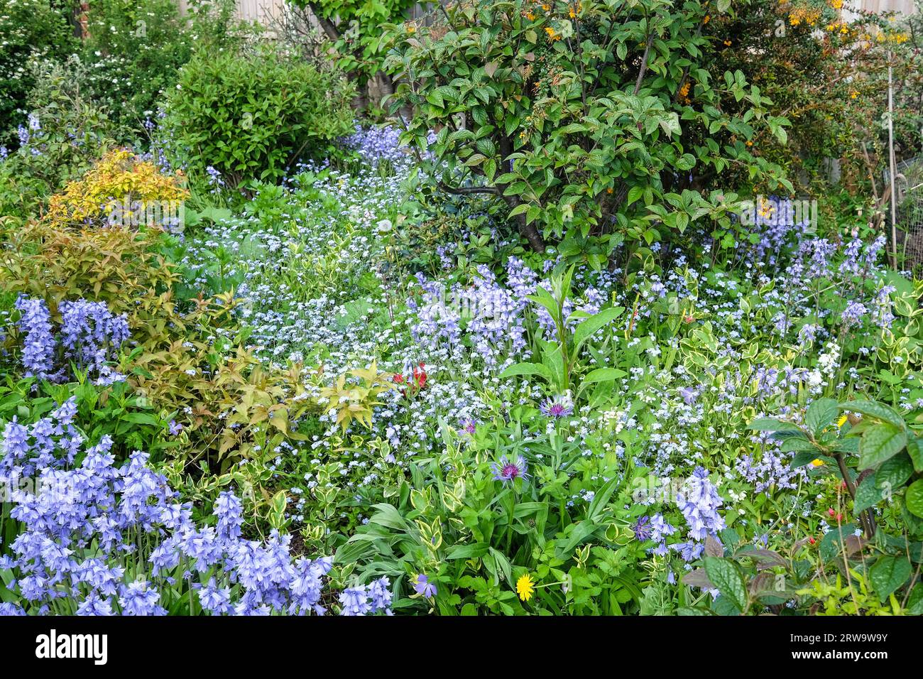 bluebells and forget me nots flowering in the spring garden Stock Photo ...