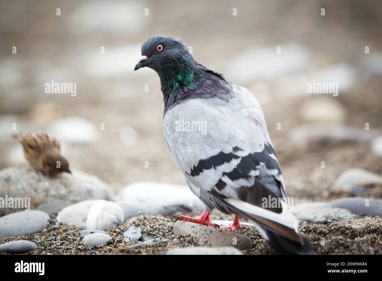 Pigeon looking at camera on pebble beach Stock Photo - Alamy