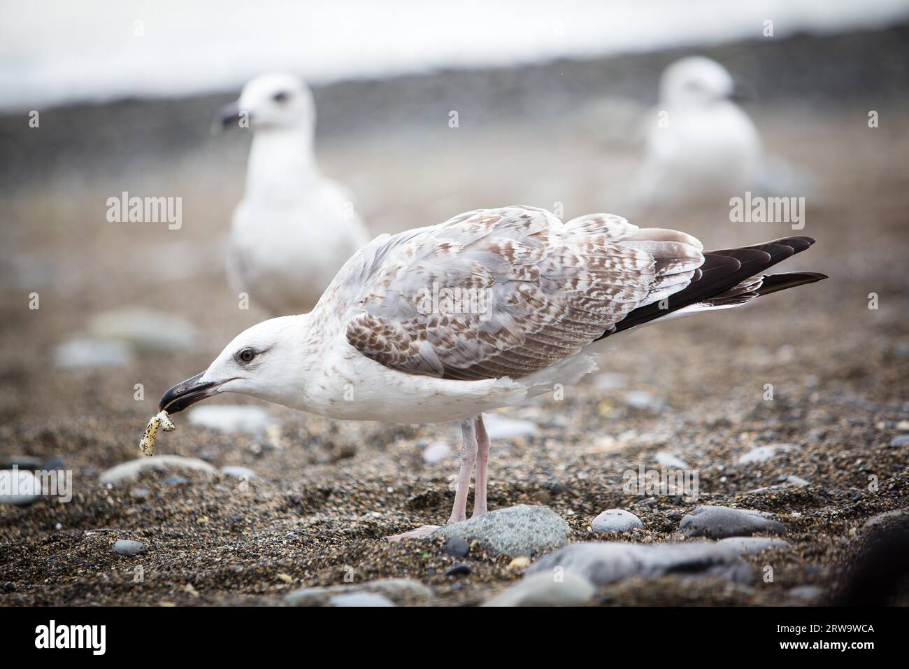 White seagull eating something on the pebble beach Stock Photo - Alamy