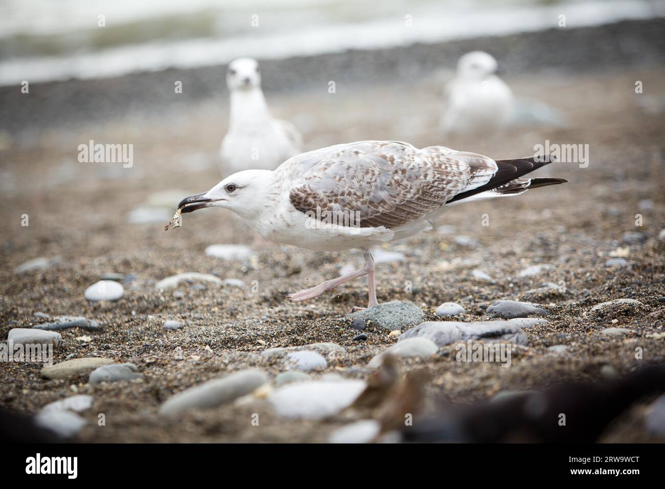 White seagull eating something on the pebble beach Stock Photo - Alamy
