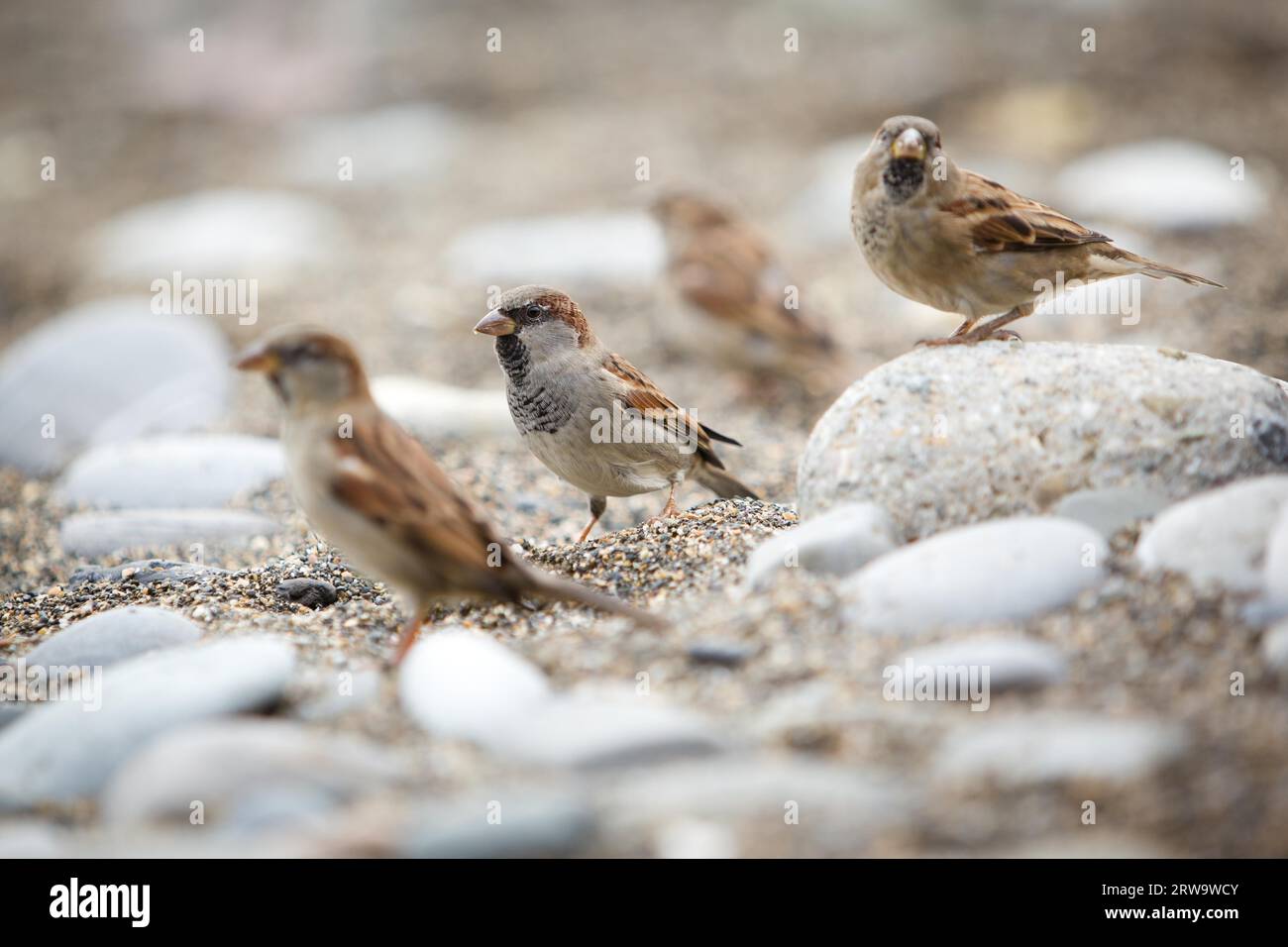 Sparrows on pebble beach Stock Photo - Alamy