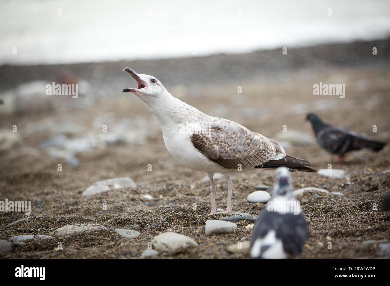 Singing seagull hi-res stock photography and images - Alamy