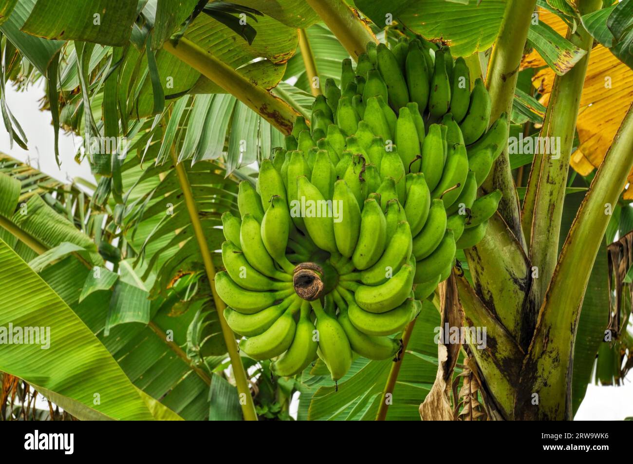 Growing in bangladesh hi-res stock photography and images - Alamy