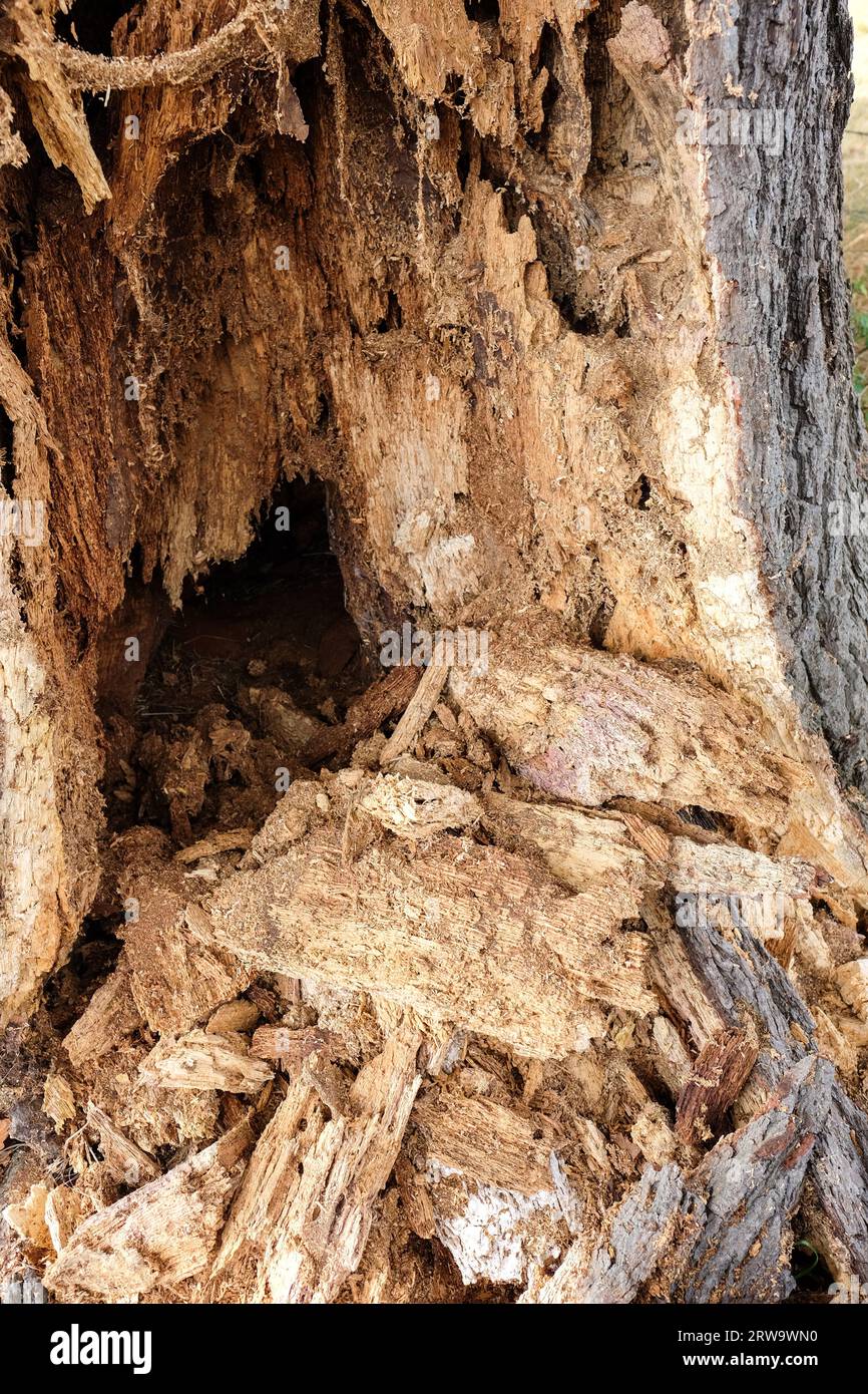 images showing the insides of a tree Stock Photo - Alamy