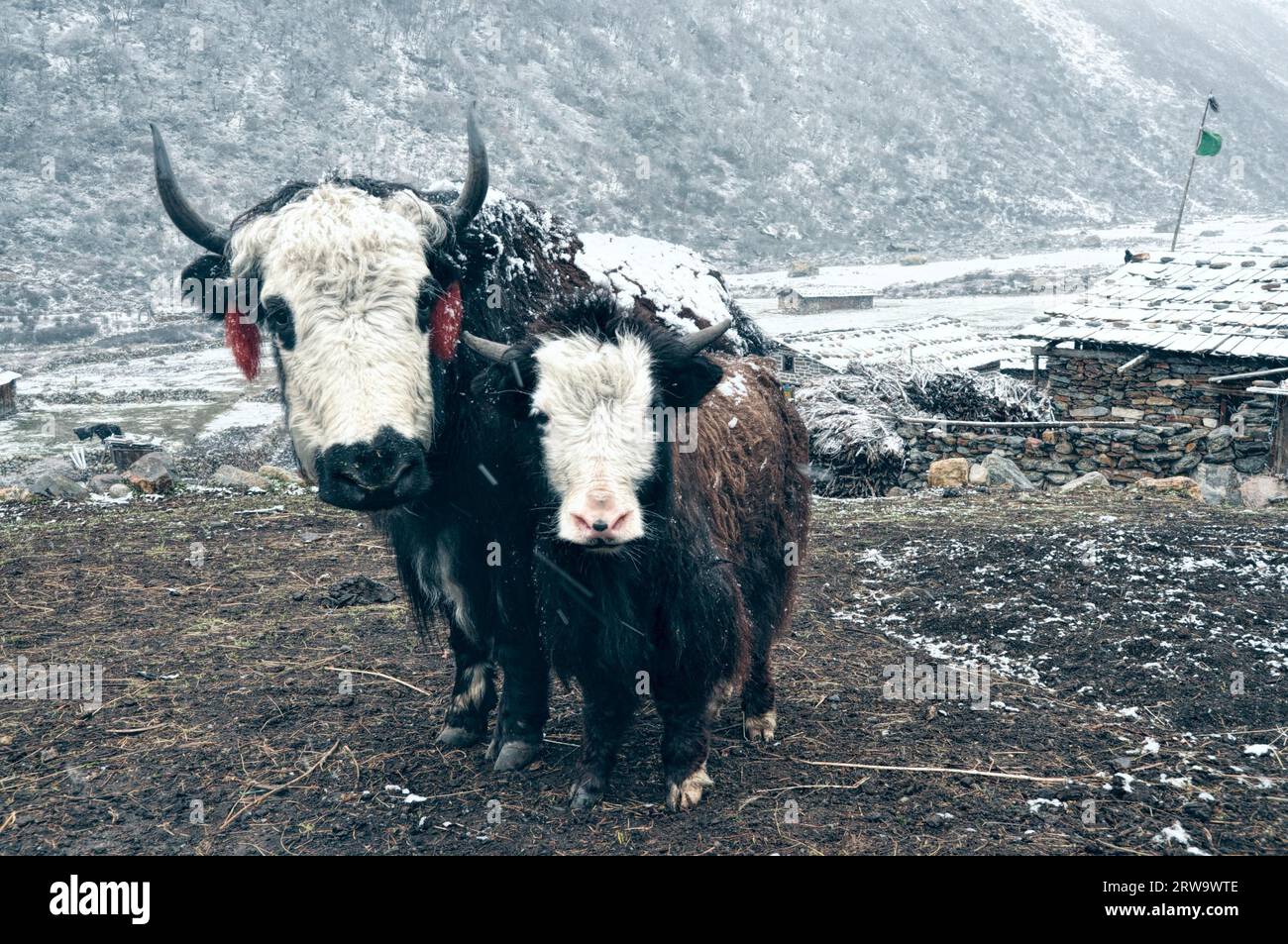Standing yak hi-res stock photography and images - Alamy