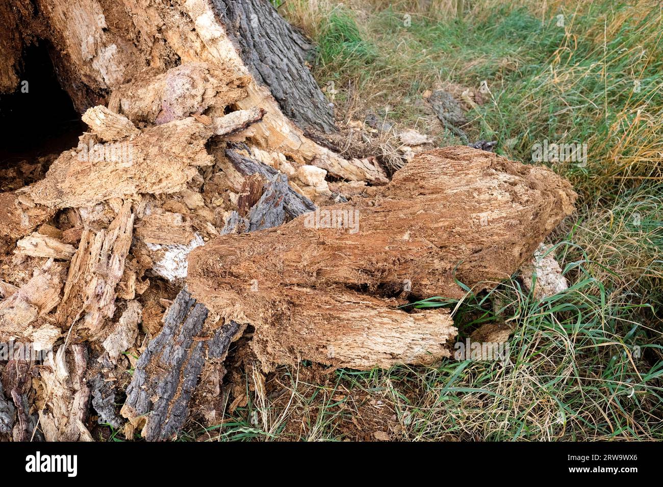 images showing the insides of a tree Stock Photo - Alamy