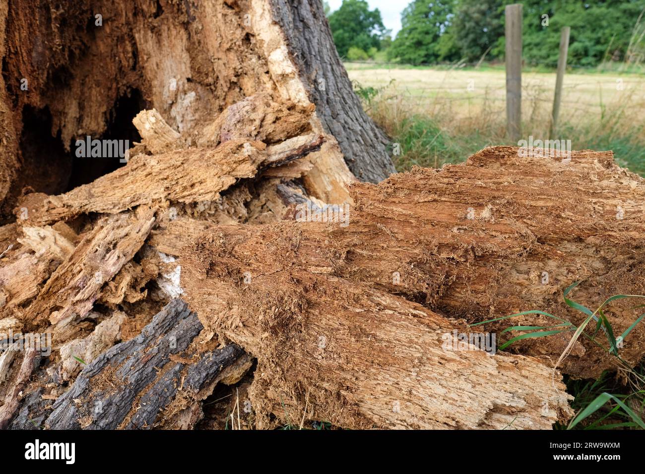 Insides of a hi-res stock photography and images - Alamy