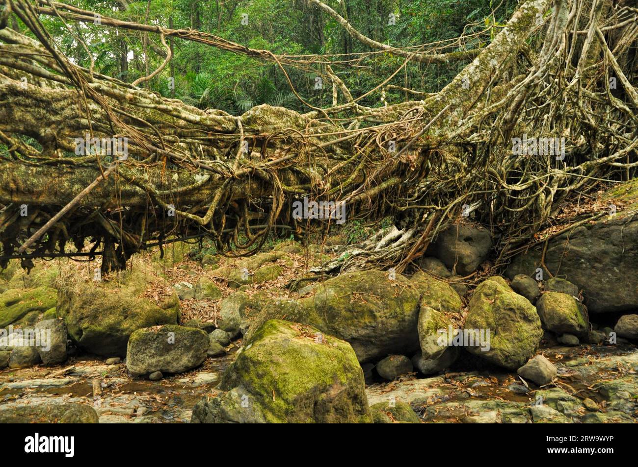 Old root bridge near Cherapunjee, Meghalaya, India Stock Photo - Alamy