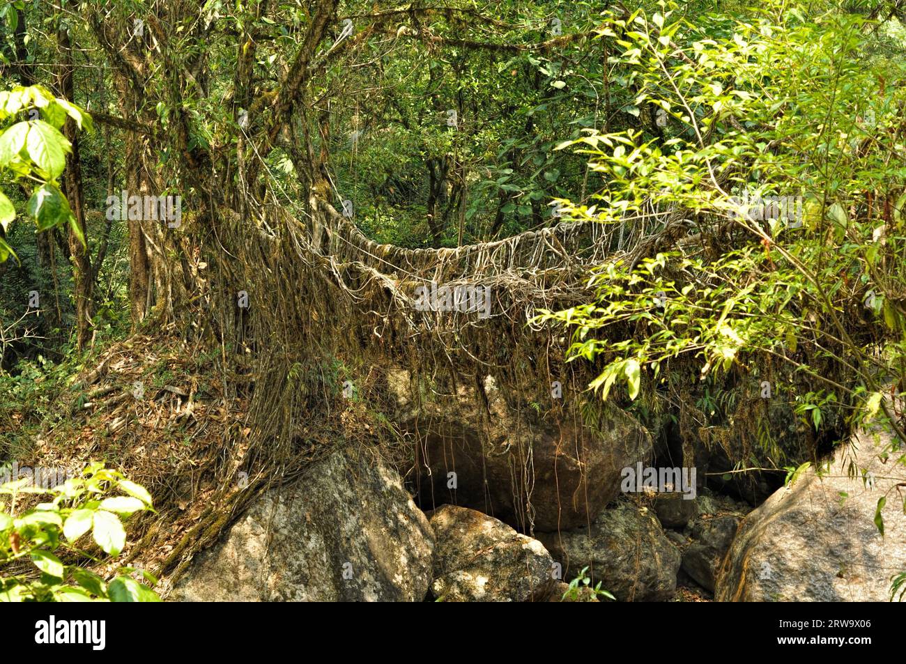 Old root bridge near Cherapunjee, Meghalaya, India Stock Photo - Alamy