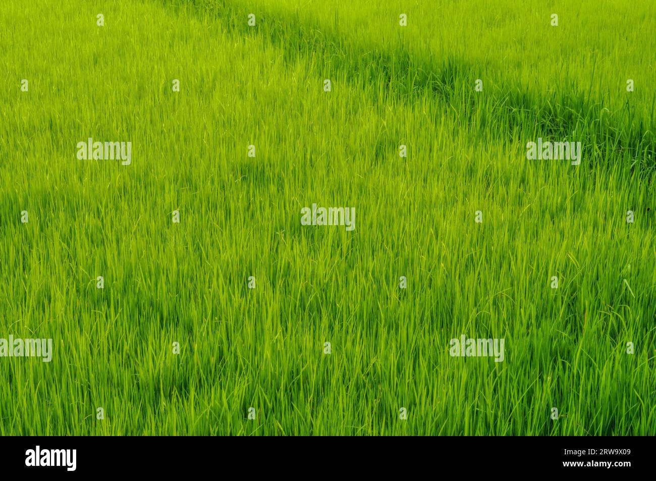 Green rice field in bangladesh hi-res stock photography and images - Alamy
