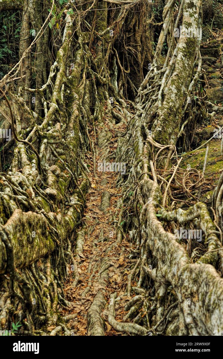 Old root bridge near Cherapunjee, Meghalaya Stock Photo - Alamy