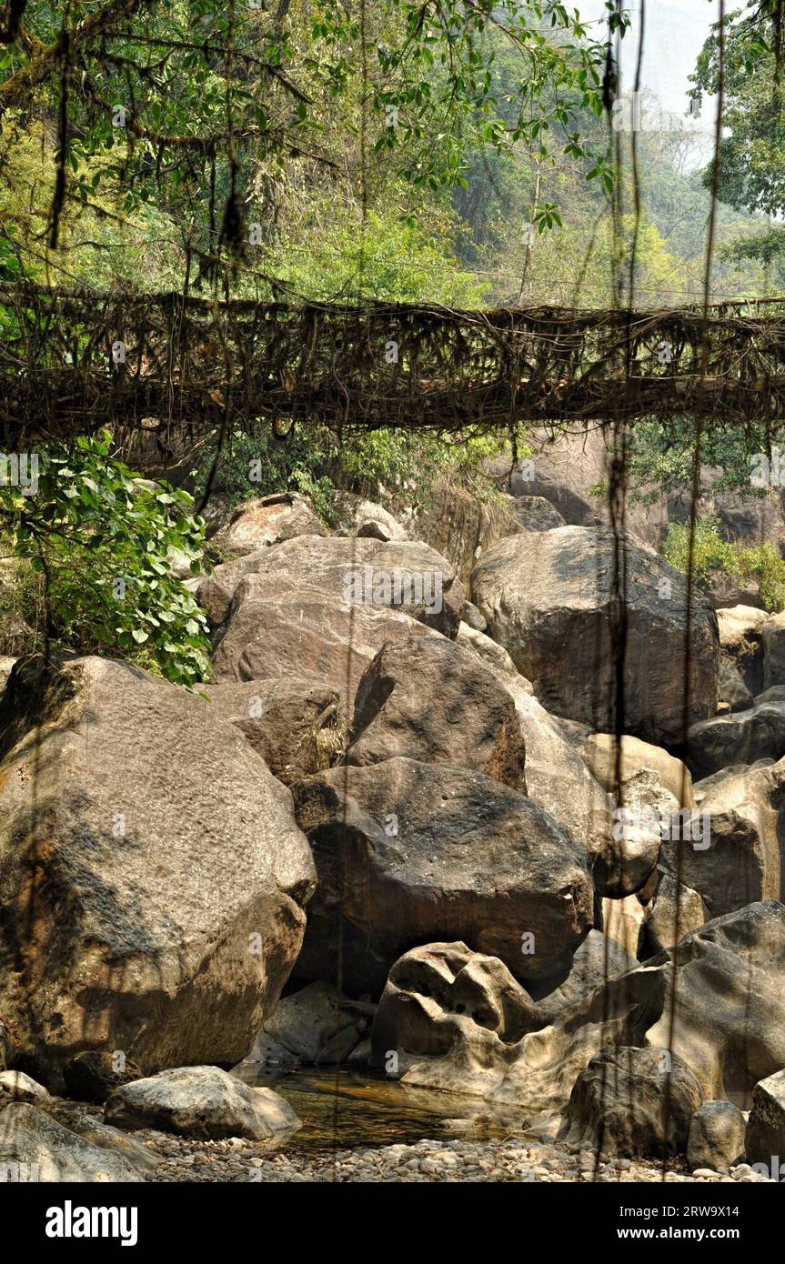 Old root bridge near Cherapunjee, Meghalaya, India Stock Photo - Alamy