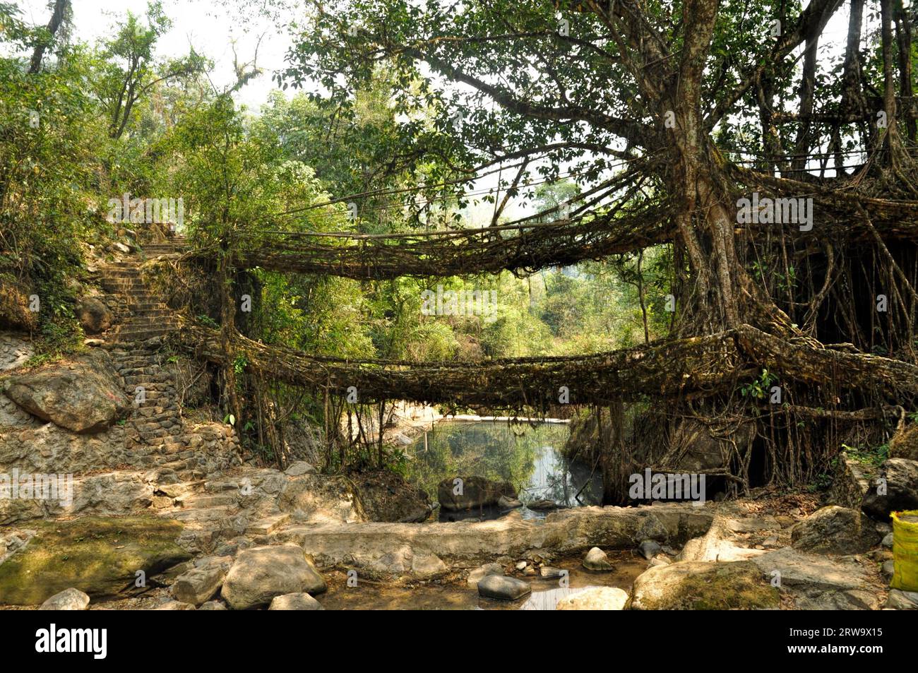 Old root bridges near Cherapunjee, Meghalaya, India Stock Photo - Alamy