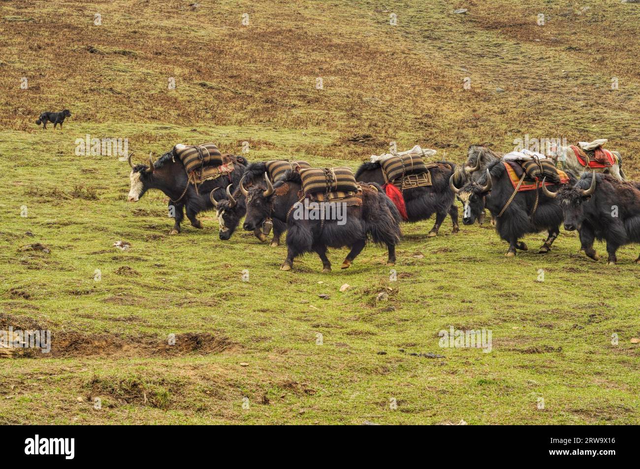 Yak carrying supplies himalayas hi-res stock photography and images - Alamy
