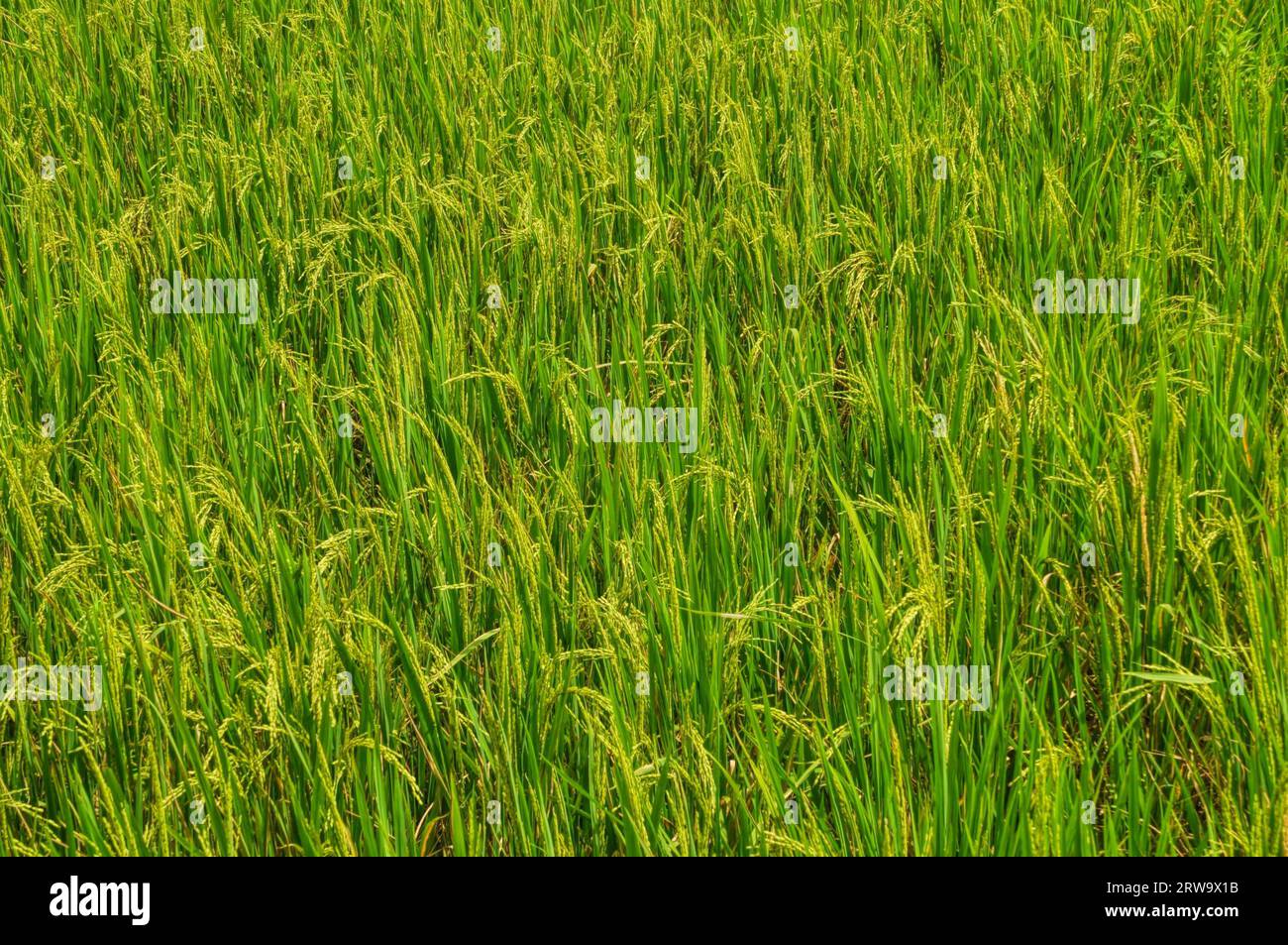 Green grass on rice fields in Bangladesh Stock Photo - Alamy