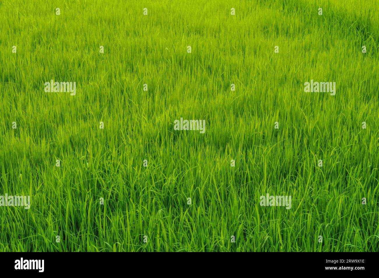 Green grass on rice fields in Bangladesh Stock Photo - Alamy